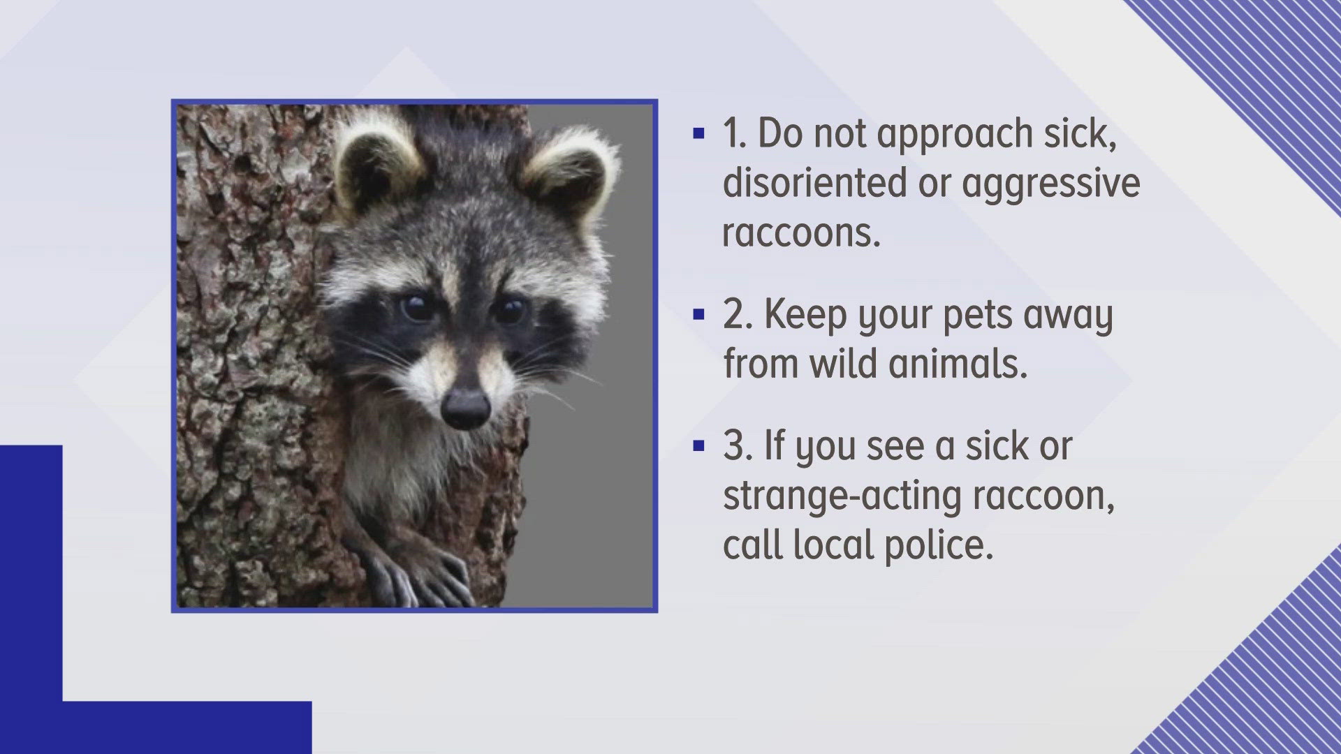 Sick raccoons captured in Robinson test negative for rabies | kcentv.com