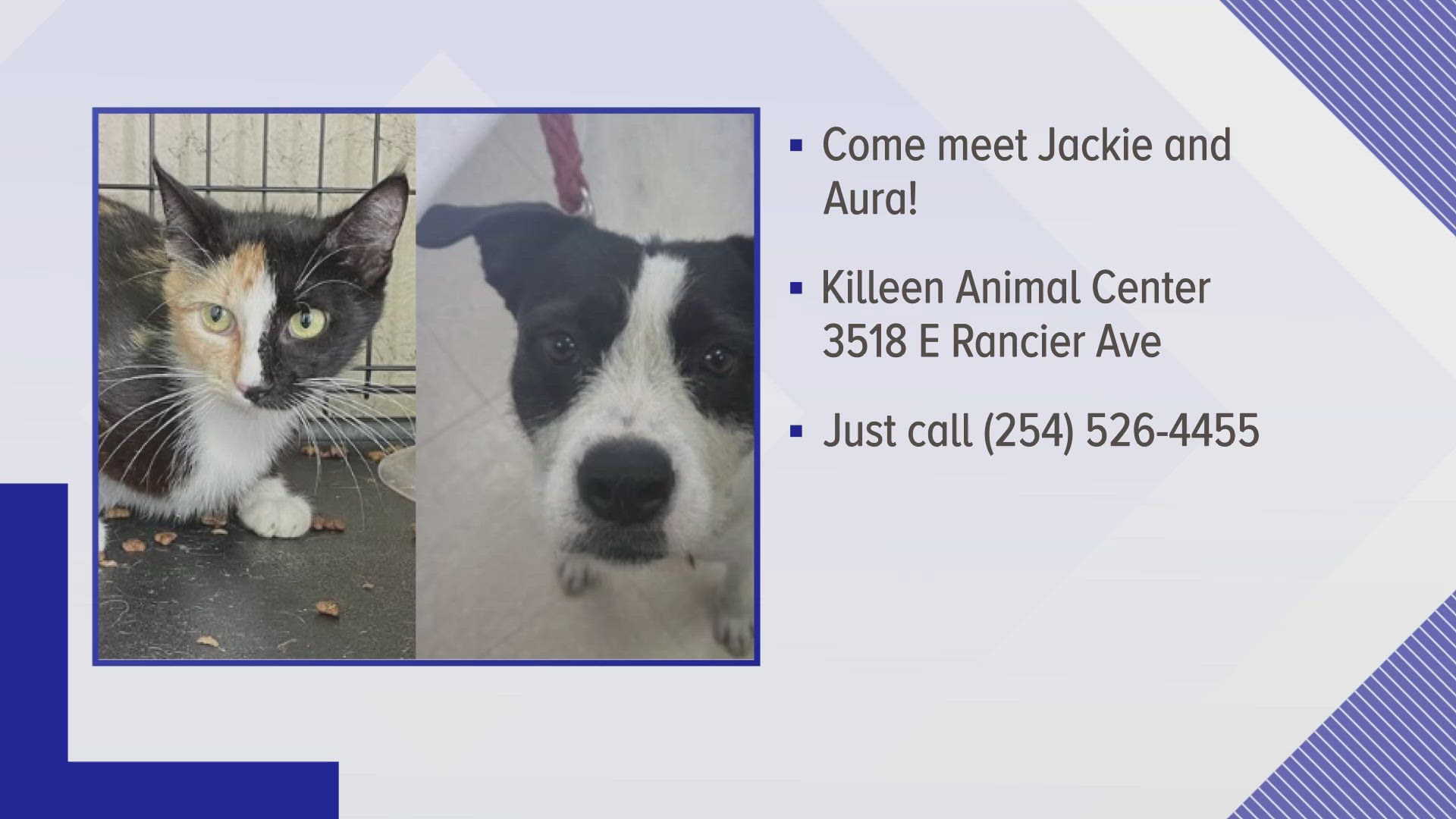 Waco's Pet Circle Regional Animal Center offering free adoptions ...