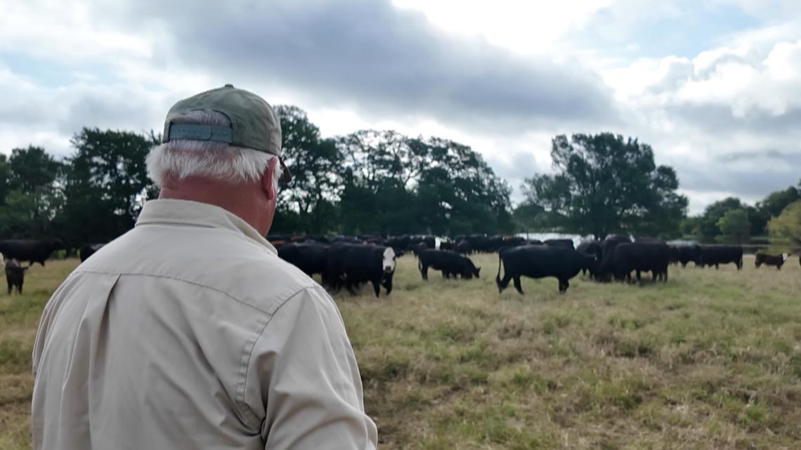 Ranchers on alert as Texas sees majority of U.S. screwworm cases ...