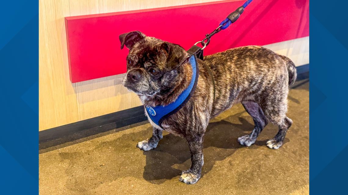 Dog found in Cameron Park bathroom reunited with Corpus Christi family ...