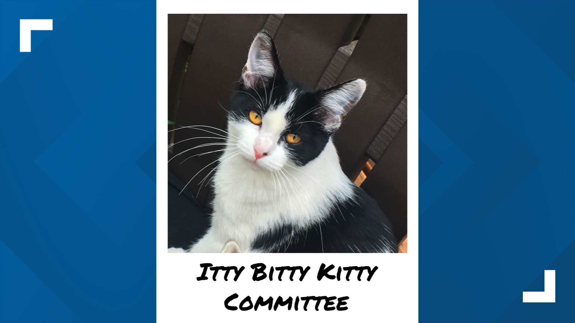 Two Texas pets compete in Nationwide Wacky Pet Names contest | kcentv.com