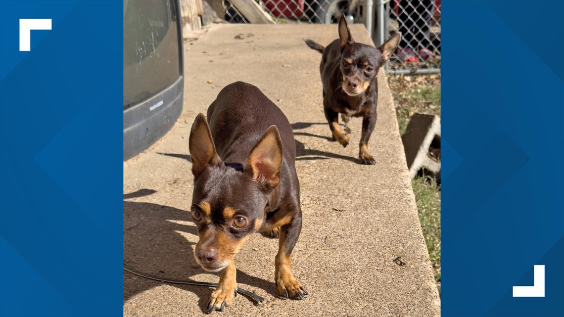 Bellmead Animal Control officer helps rescue 21 puppies | kcentv.com