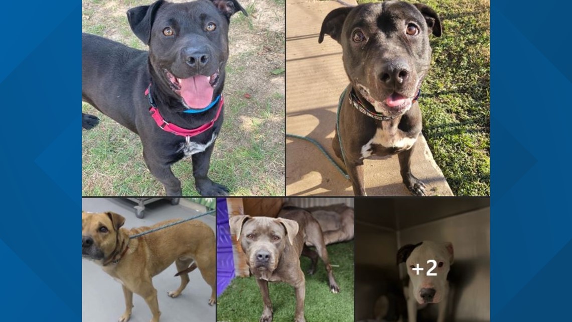 Humane Society of Central Texas seeks help to save dogs: Waco, TX ...