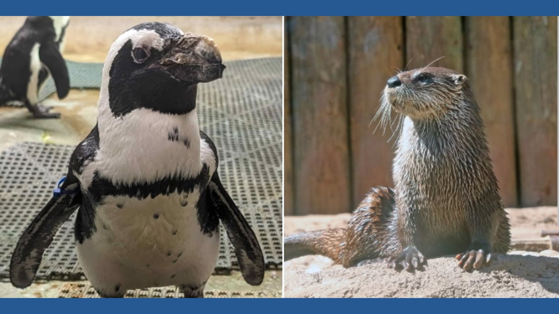 Cameron Park Zoo announces death of penguin, river otter | kcentv.com