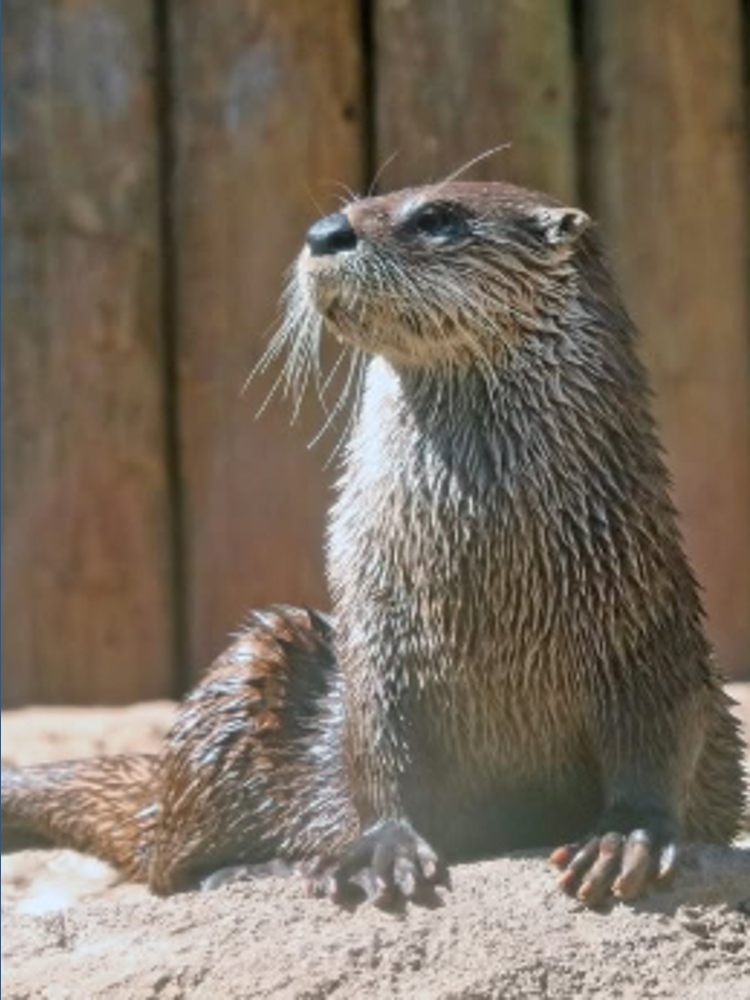 Cameron Park Zoo announces death of penguin, river otter | kcentv.com