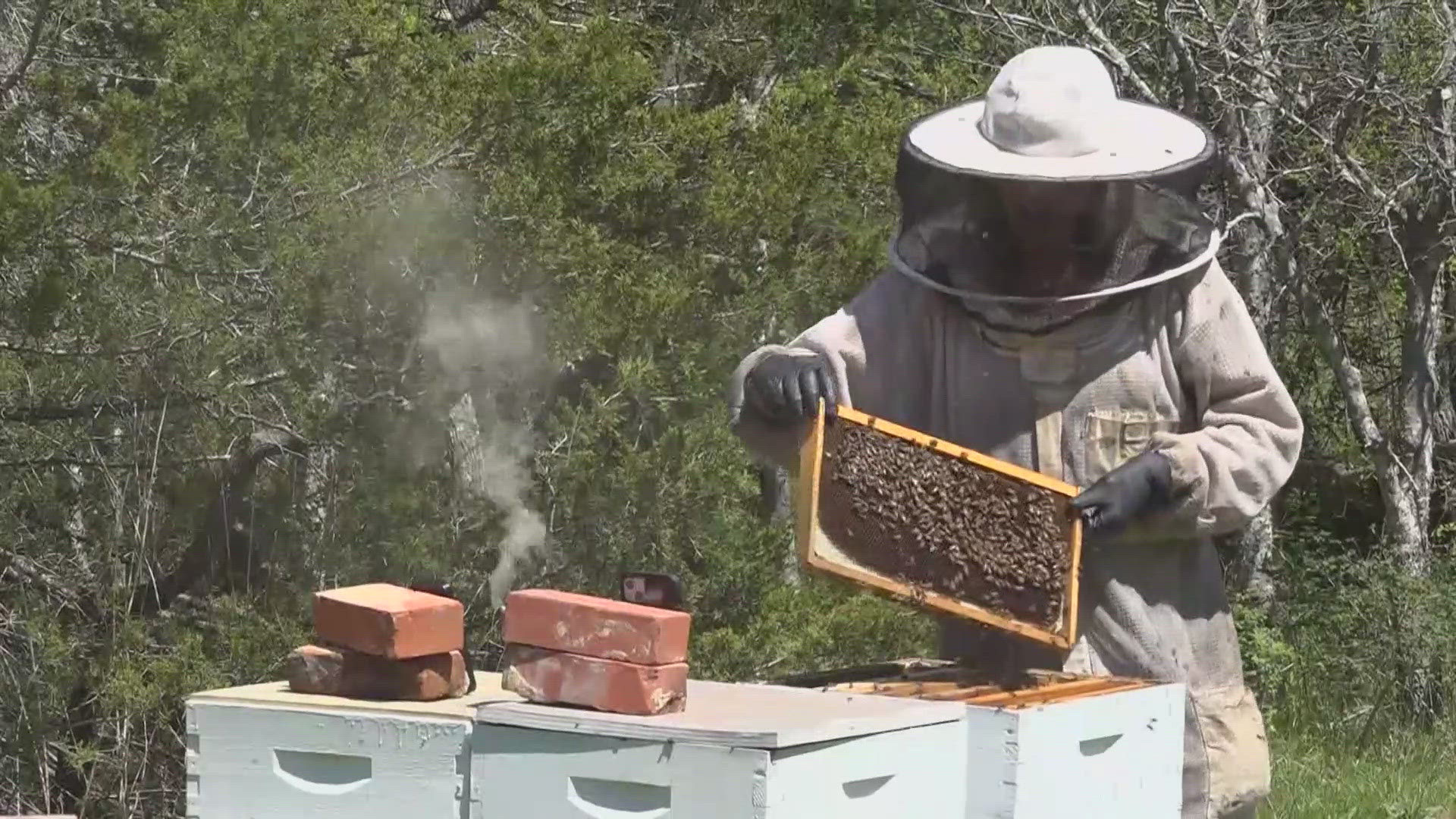 Beekeepers protest Navasota Valley Electric’s herbicide spraying over ...