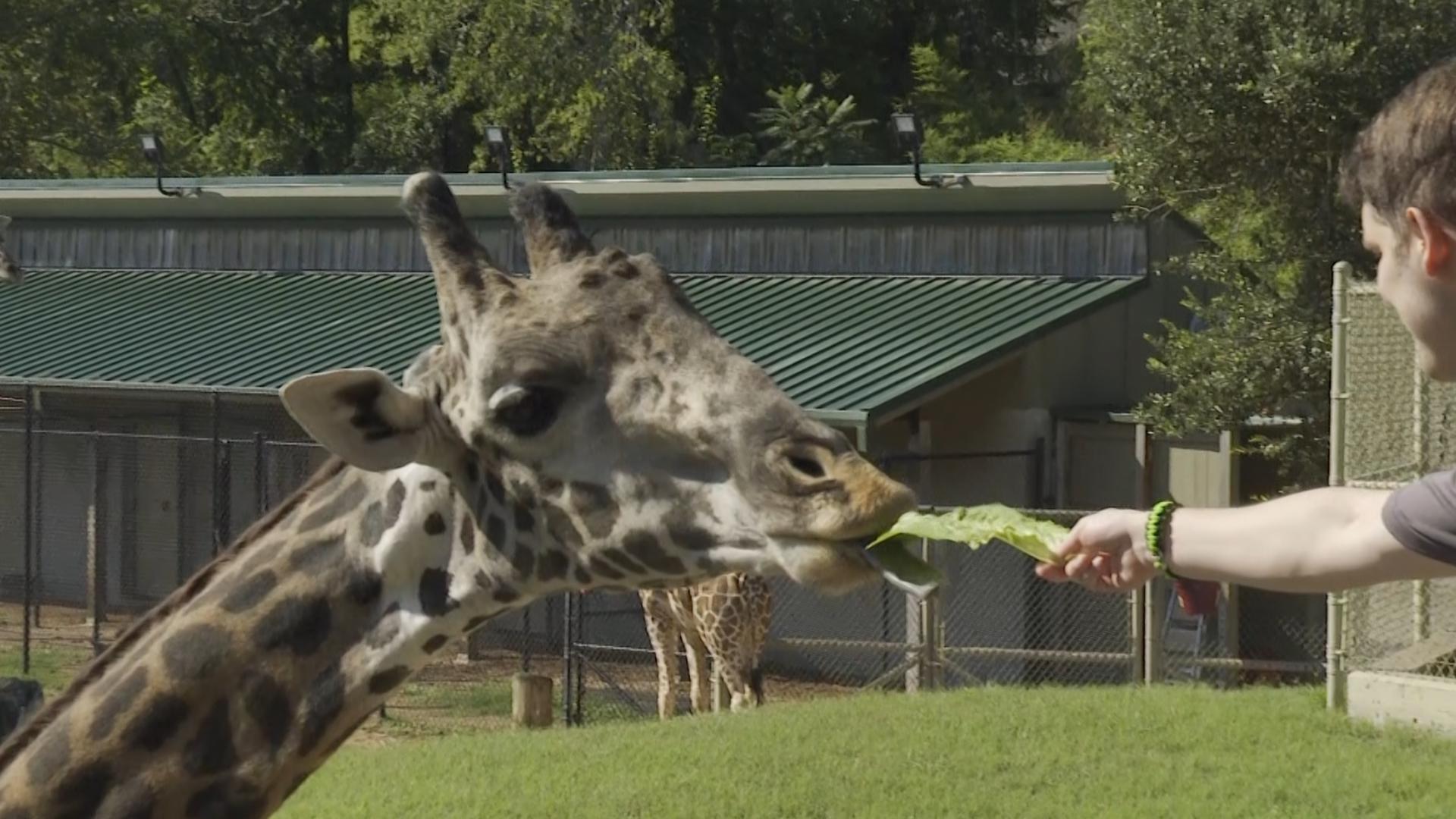 DPS seizes 79 pounds of marijuana in McLennan County | kcentv.com
