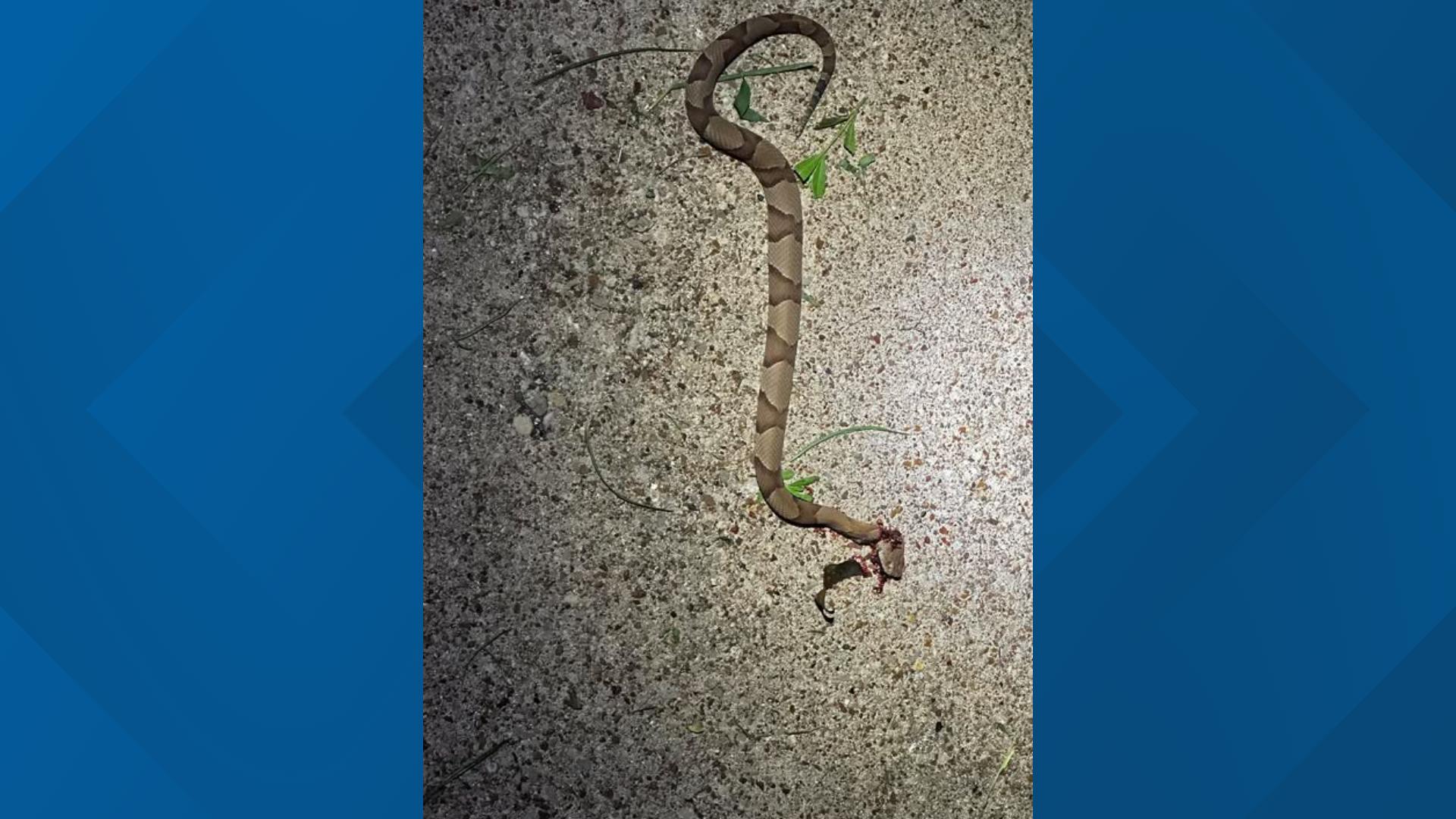 Lorena, TX: Child bitten by Copperhead, taken to hospital | kcentv.com