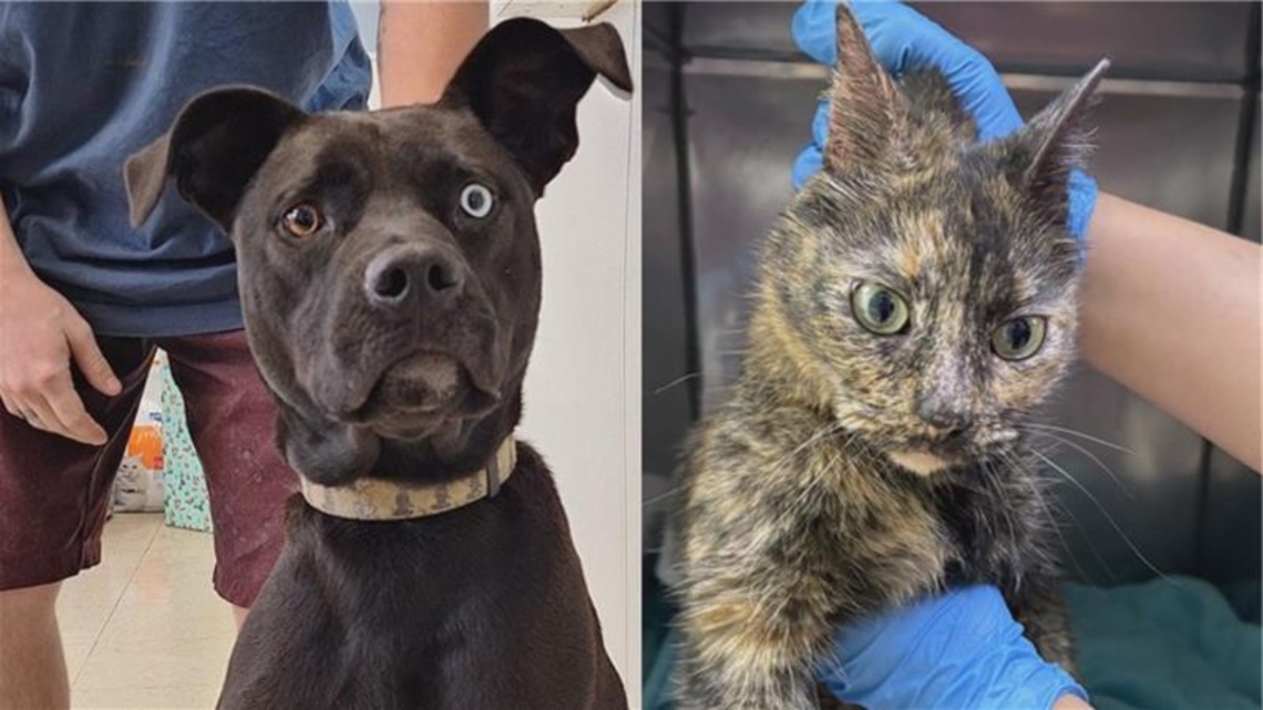 Perfect Pet: Meet Pudgy and Officer Jenny! | kcentv.com