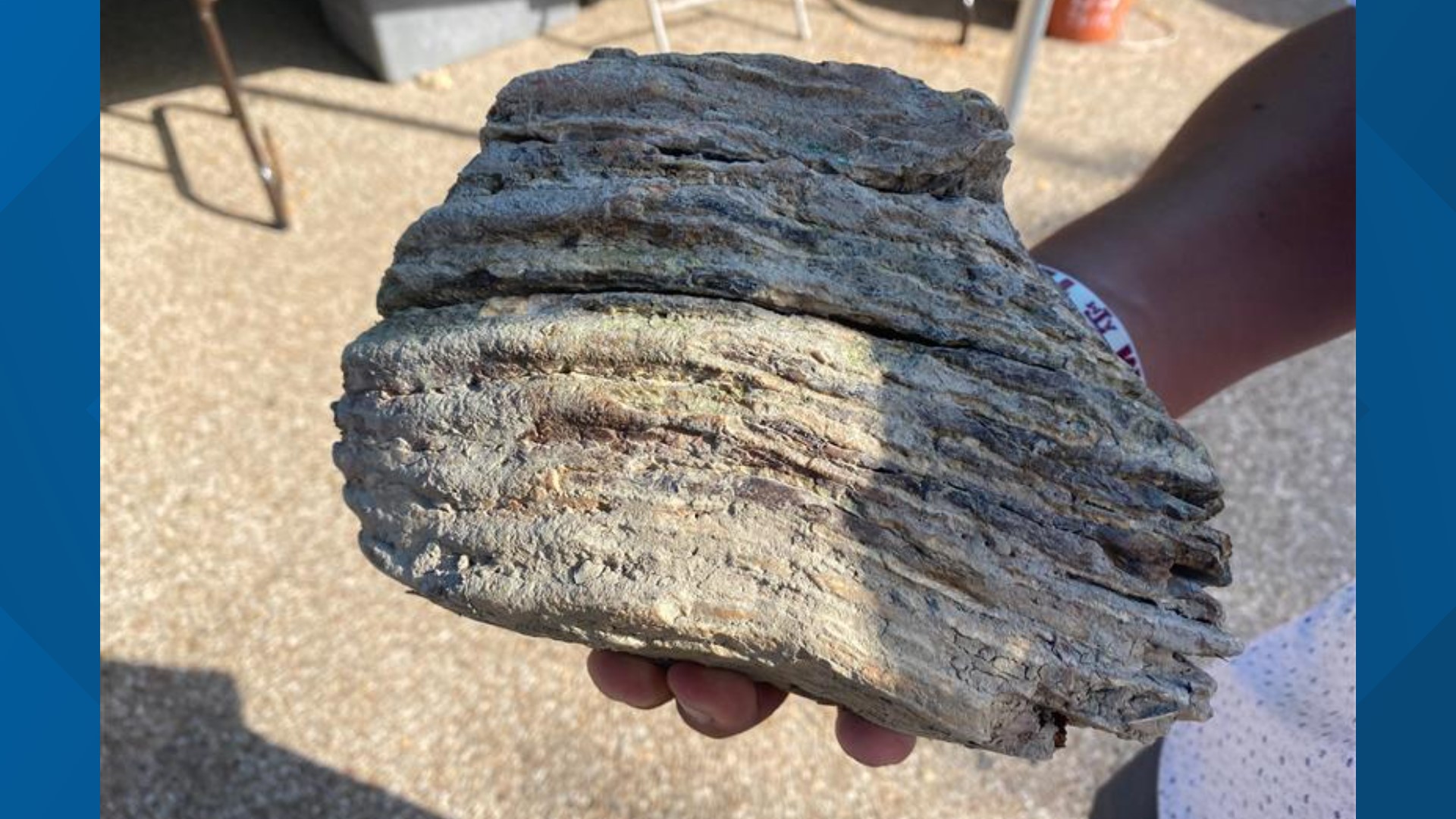Central Texas man finds mammoth tooth in Waco area | kcentv.com