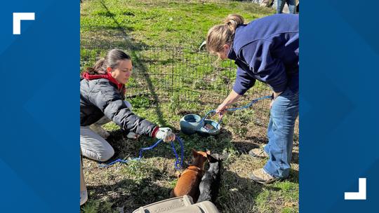 Bellmead Animal Control officer helps rescue 21 puppies | kcentv.com