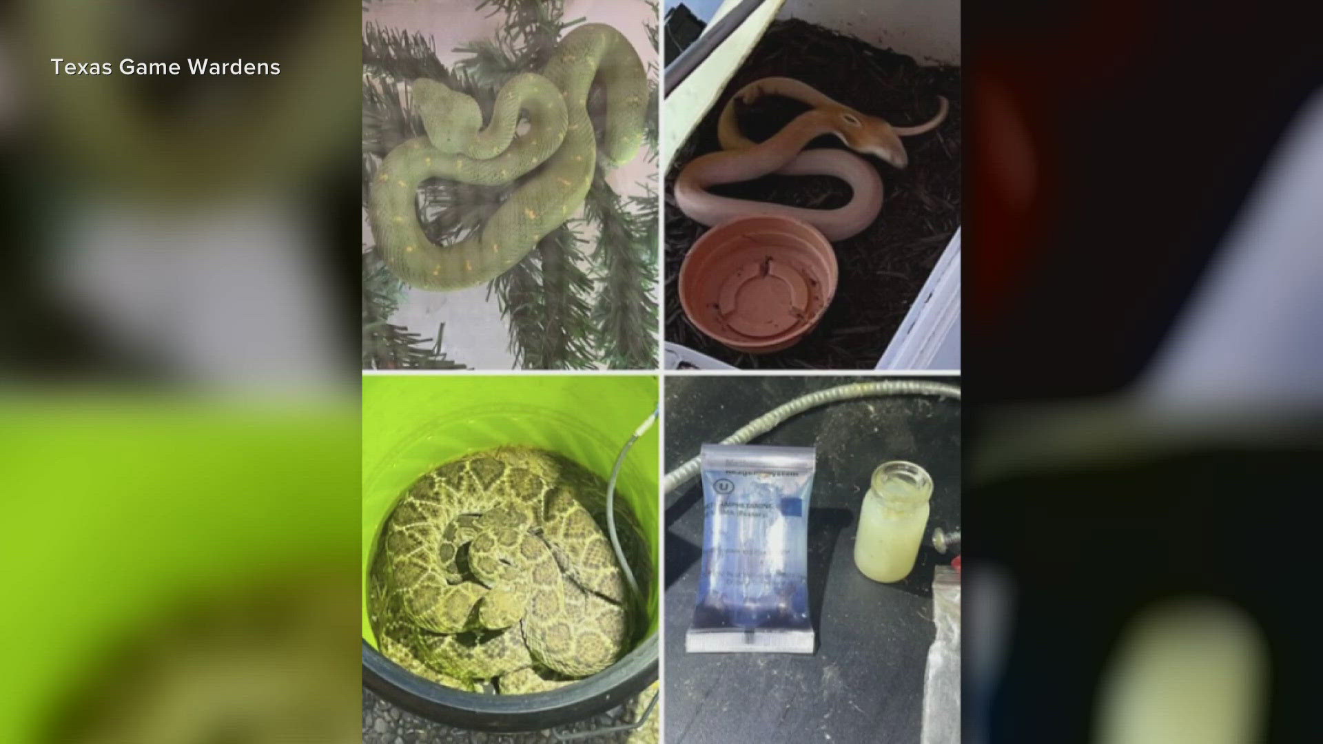 Milam County, TX: Man arrested for meth, illegal snake possession near ...