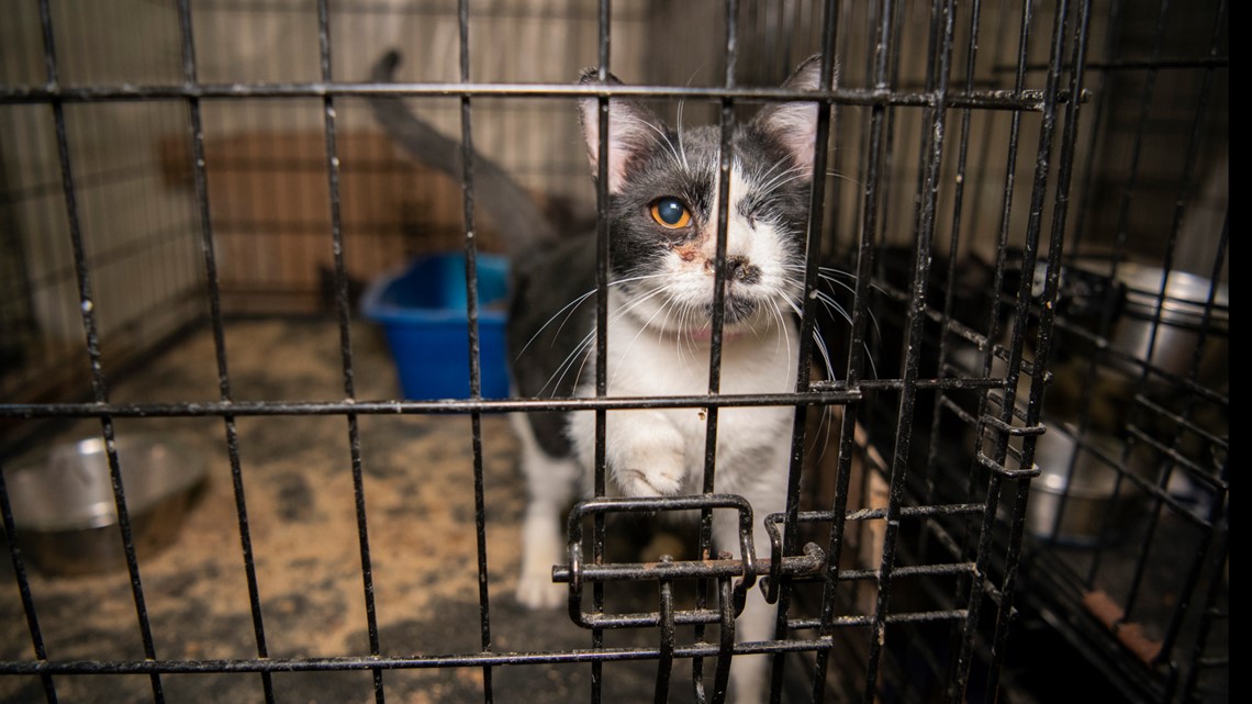 UPDATE: 2 cats euthanized, 40 dead animals found in freezer after ...