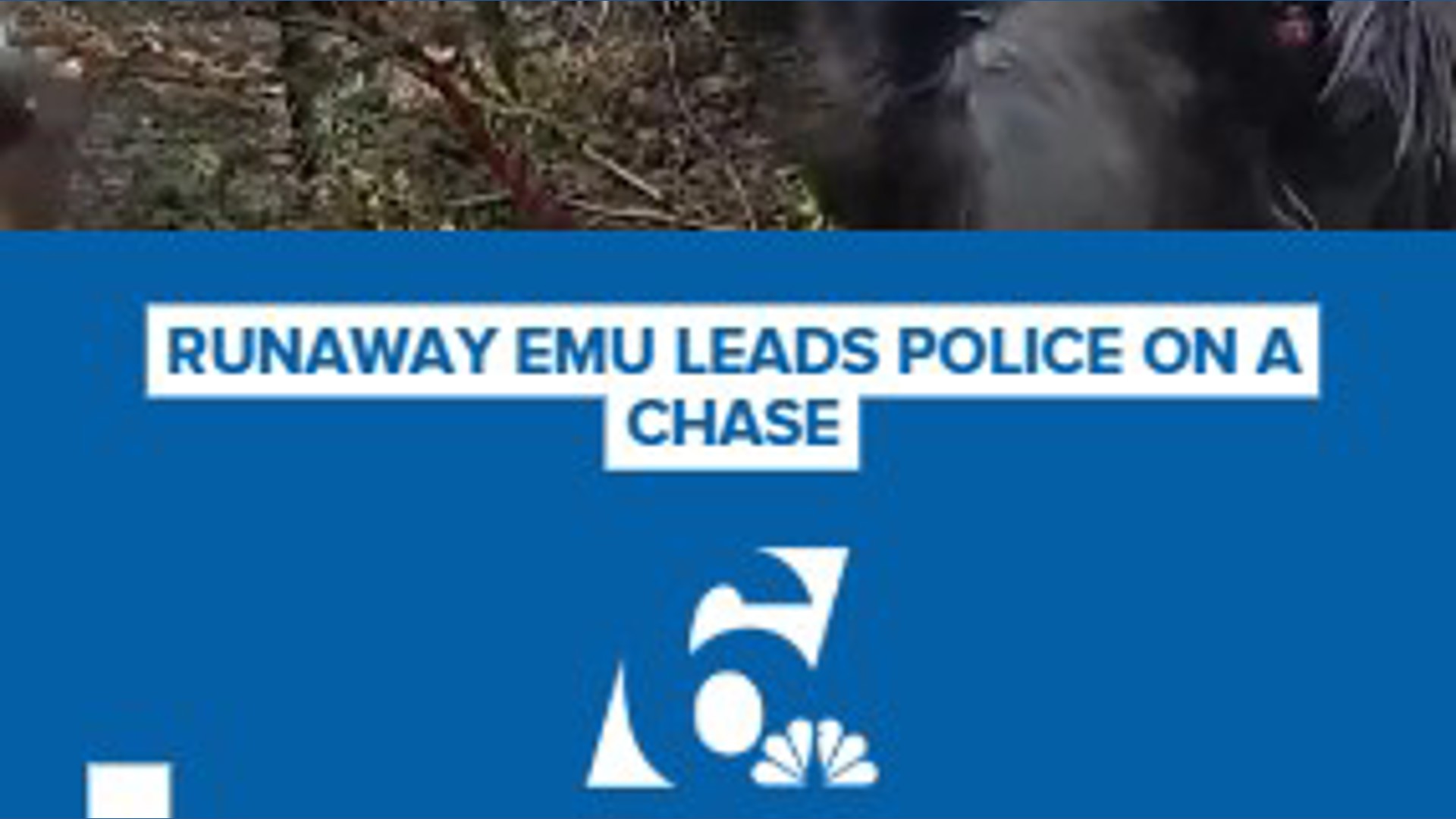 Body Cam: Runaway Emu leads authorities on a chase | kcentv.com