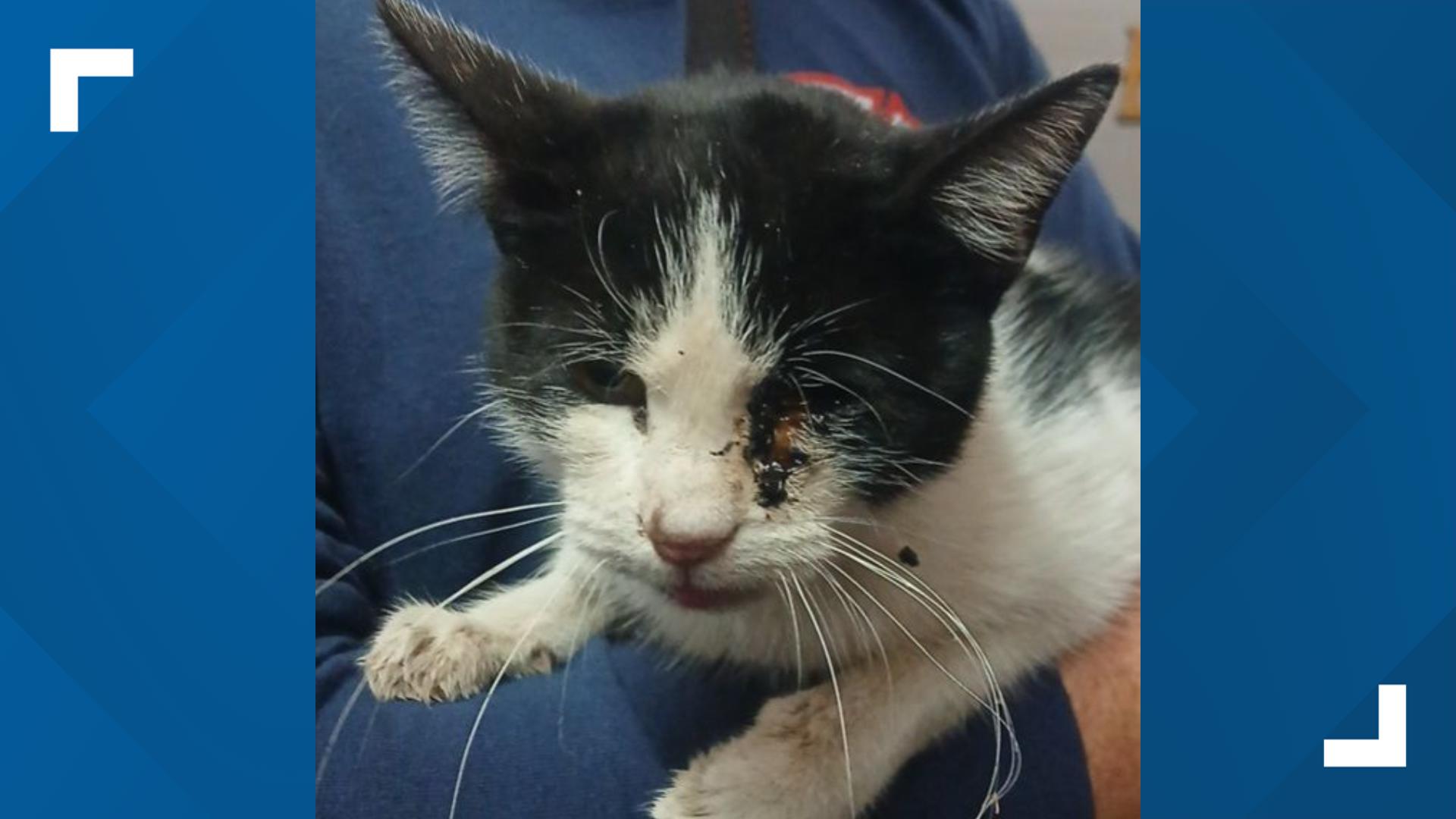 Marlin Fire Department rescues cat from freezing weather | kcentv.com