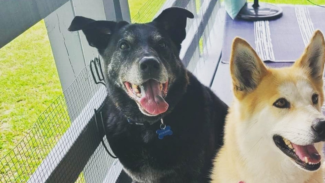 Waco, Texas News | Owners of dog shot by police take legal action ...