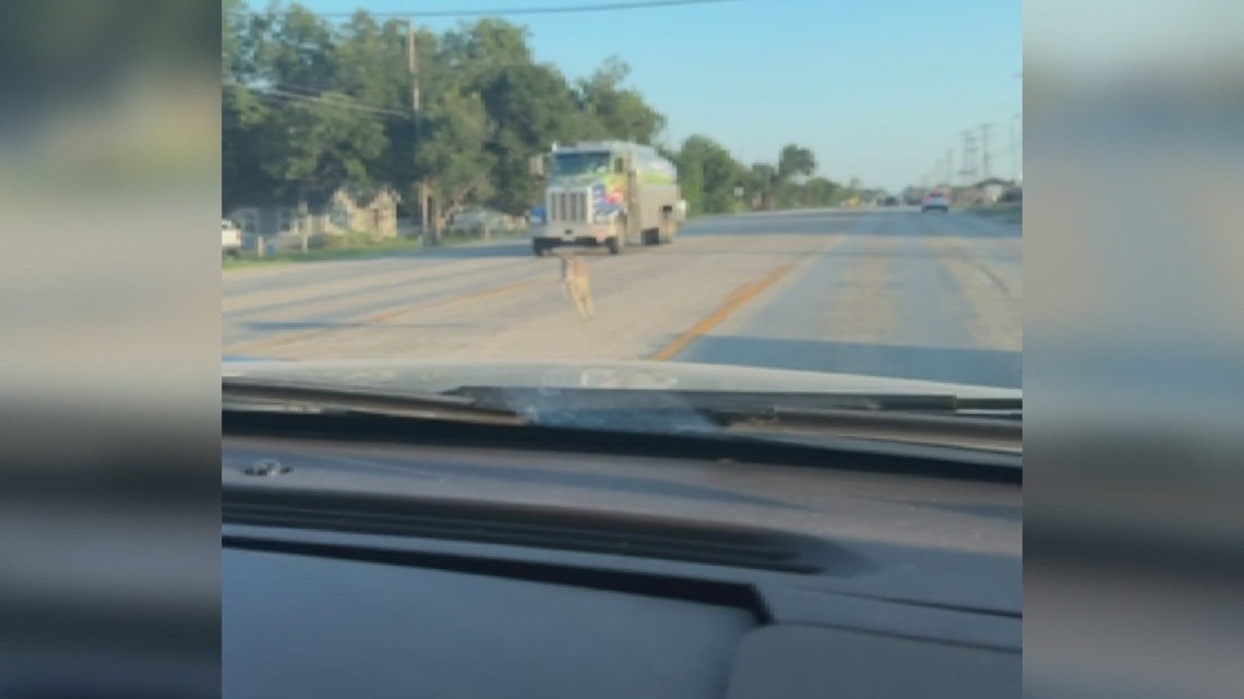 Waco Police Department safely returns escaped kangaroos | kcentv.com