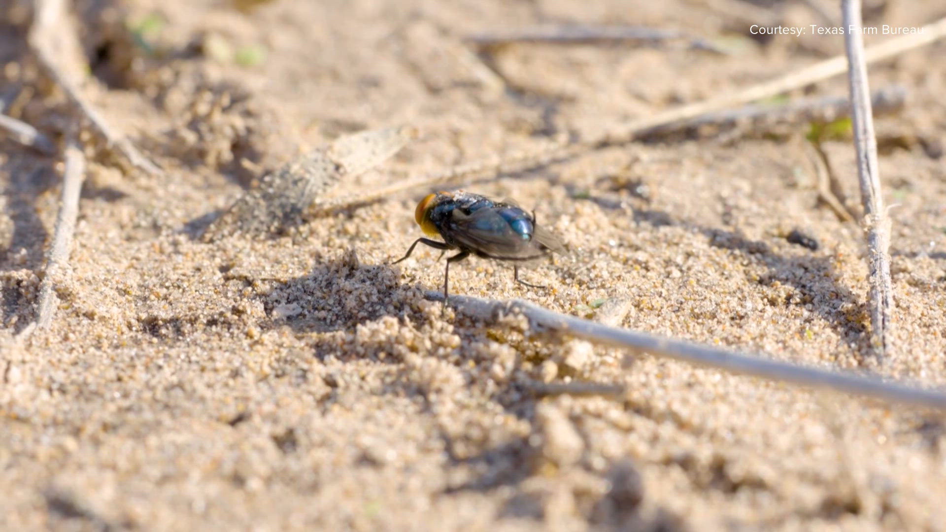 How to protect your pets from New World Screwworm | kcentv.com
