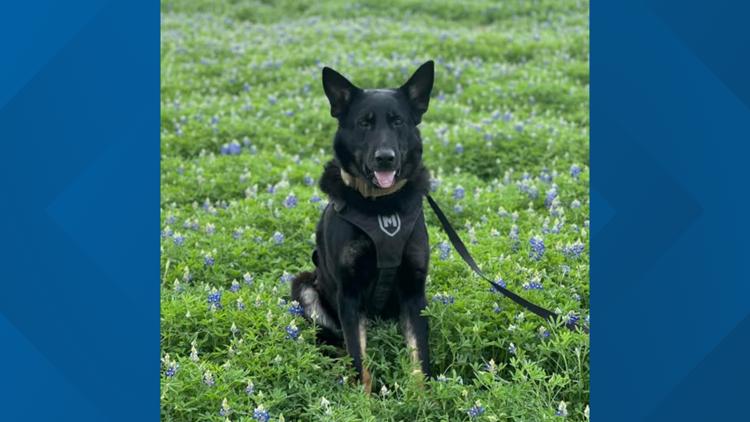 Hewitt Police Department mourns loss of beloved K9 Kurek | kcentv.com