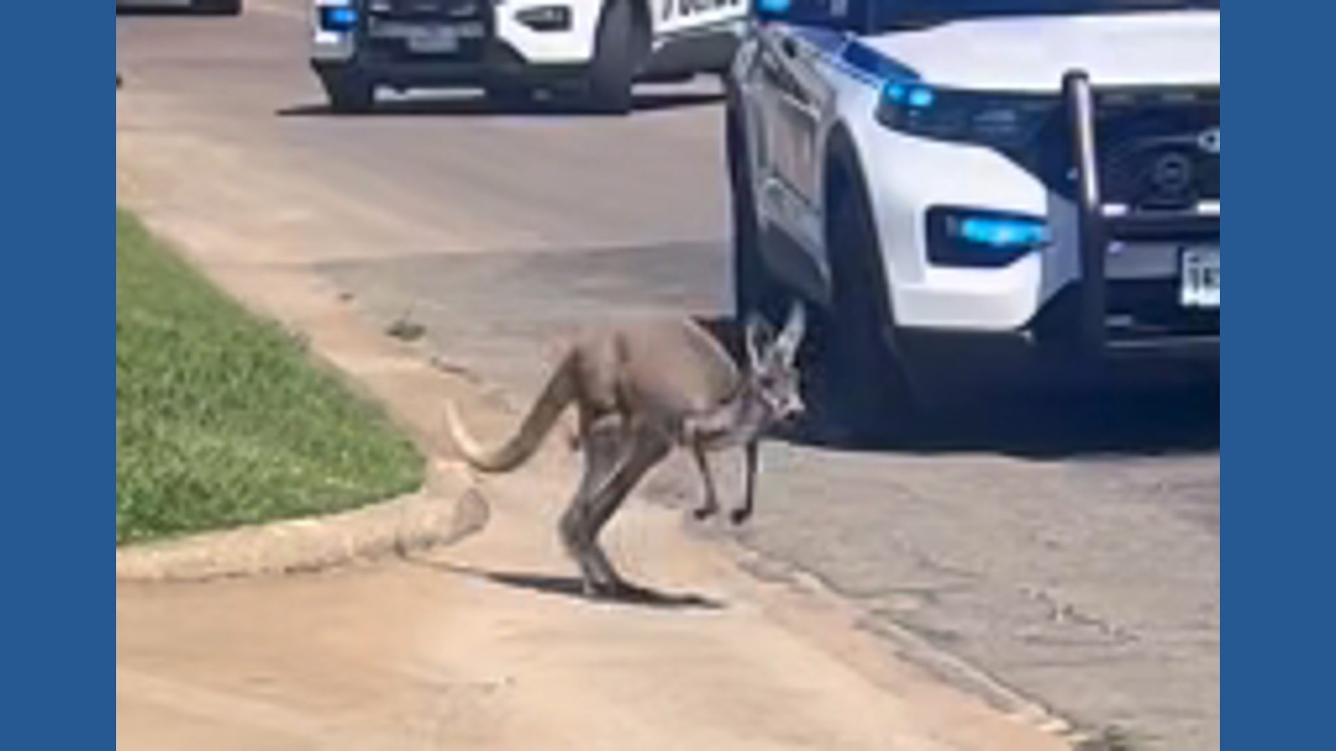"Back home and safe" | Waco PD captures loose Kangaroo | kcentv.com
