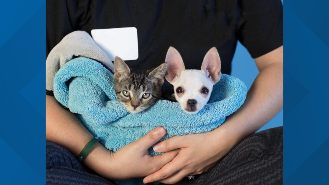 Human-Animal Support Coalition, Animal Balance hosts spay and neuter ...