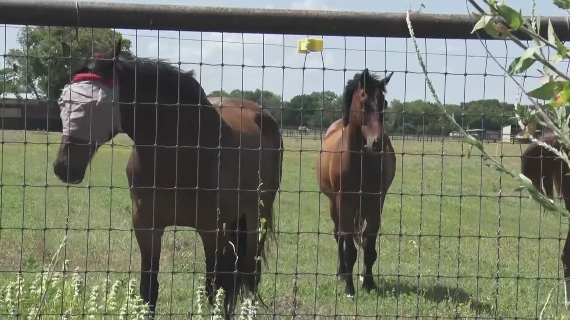Waco, Texas News | MCC's Highlander Ranch may go up for sale | kcentv.com