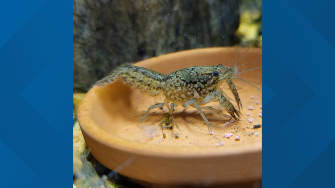 Texas Parks & Wildlife warn of marbled crayfish as invasive | kcentv.com