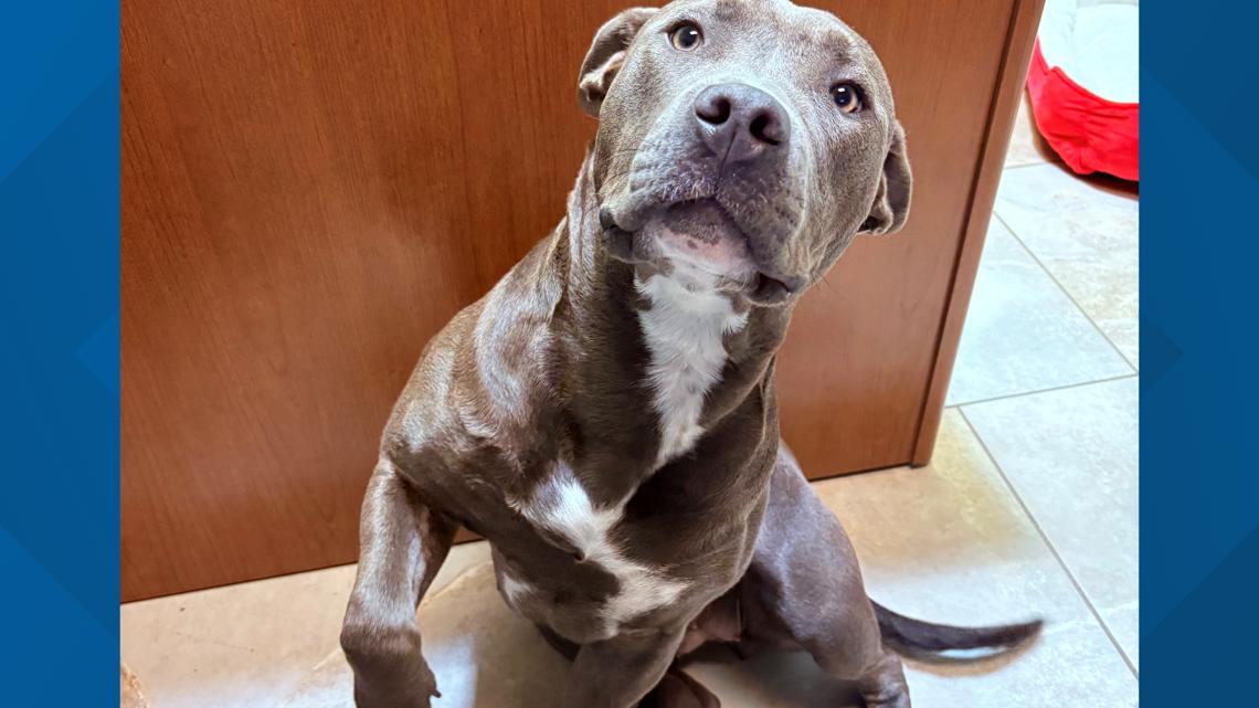 Meet Thea: Your new Perfect Pet | kcentv.com