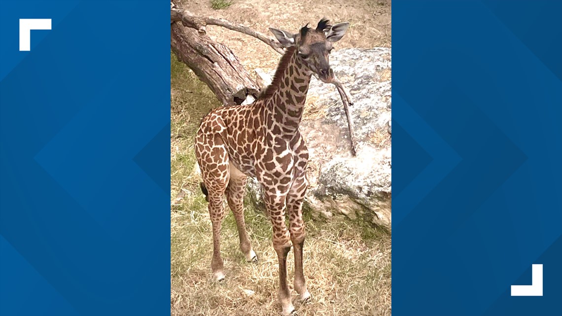 Waco, TX News | Giraffe Zuri dies at Cameron Park Zoo | kcentv.com