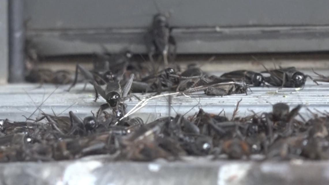 Central Texas News | Black crickets invade Texas | kcentv.com