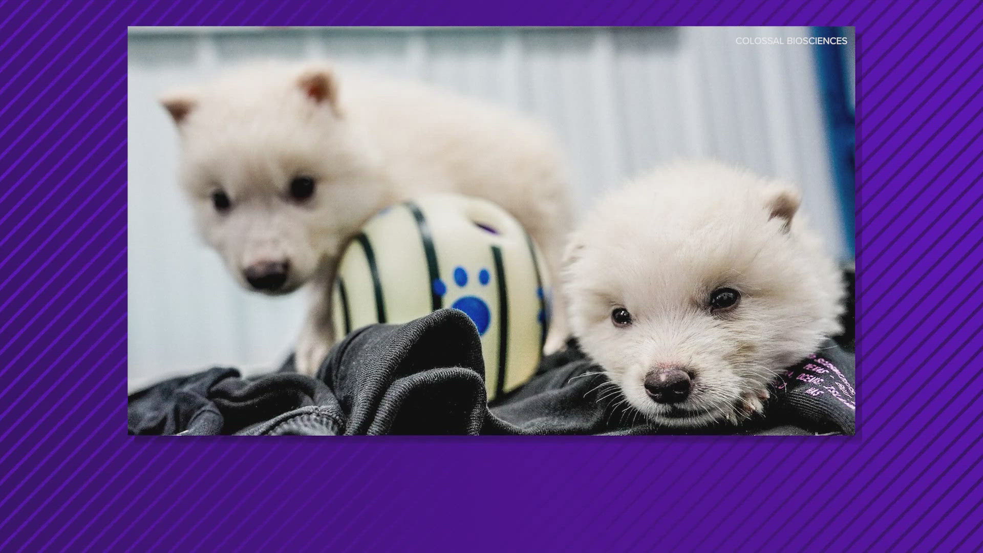 Dallas-based Colossal Bioscences announces rebirth of once-extinct dire ...