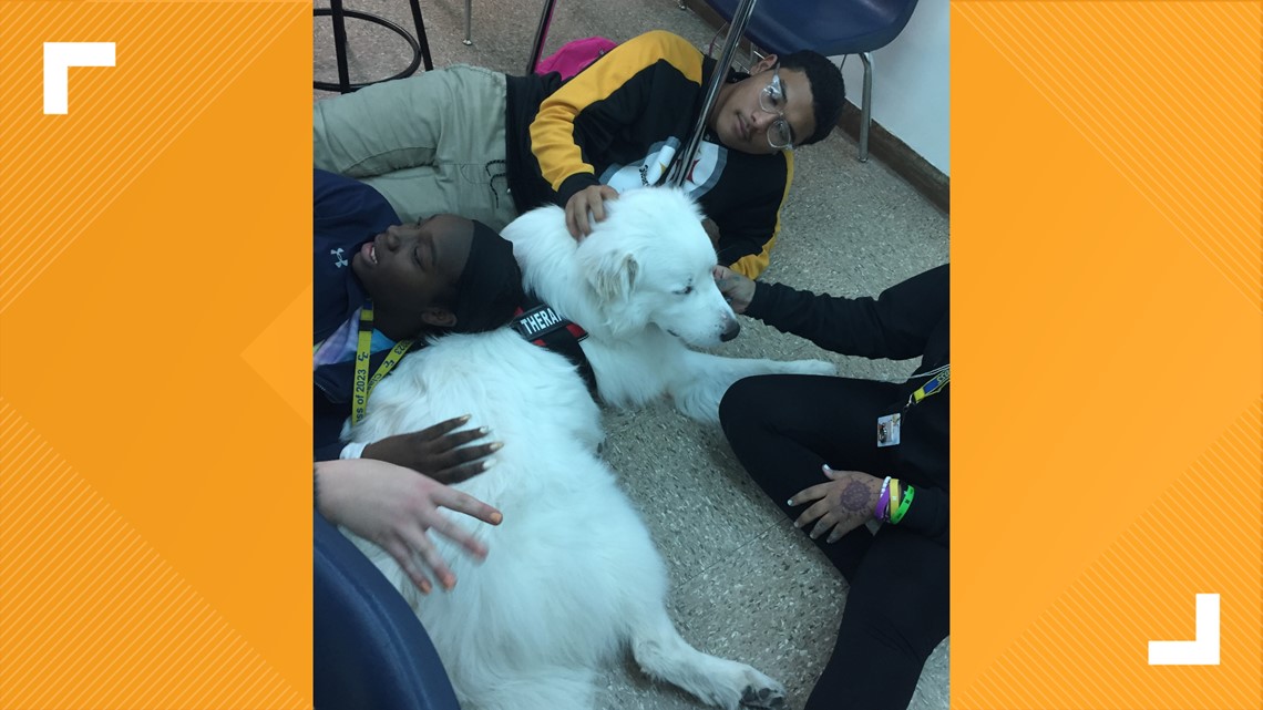 Cove High School therapy dog reduces student and staff stress | kcentv.com