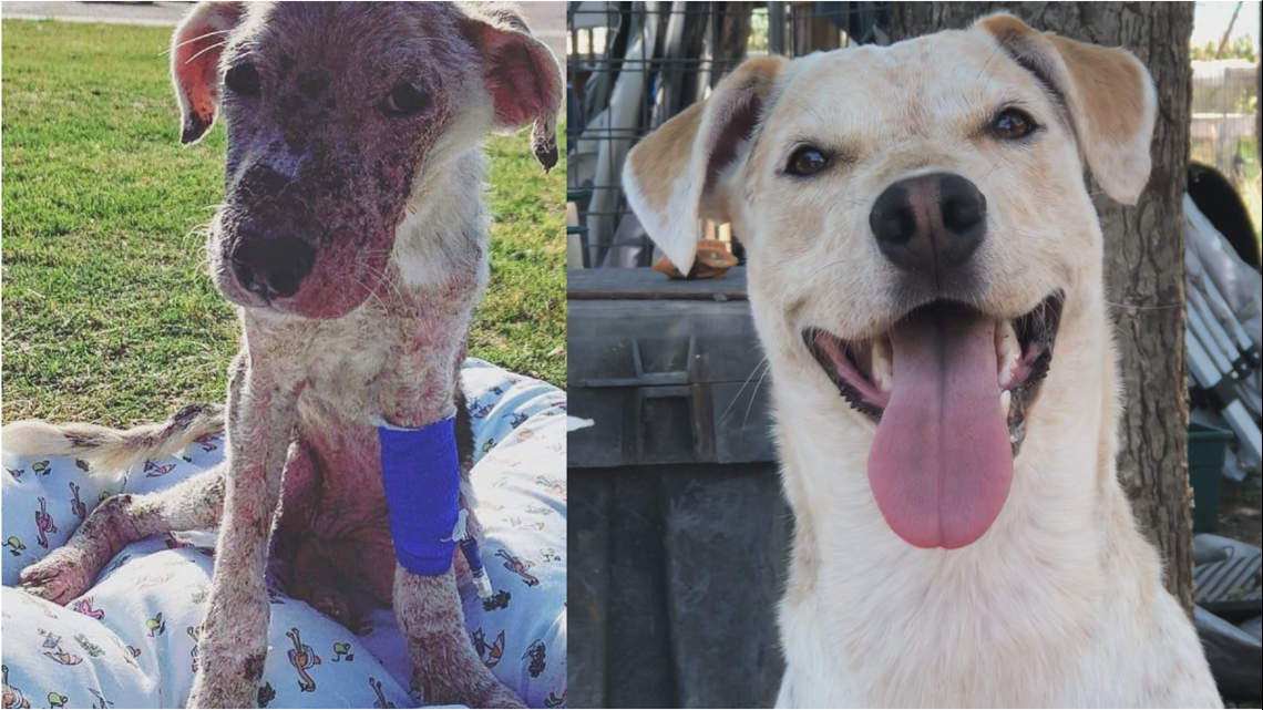 The survival and recovery of a dog named Miracle | kcentv.com