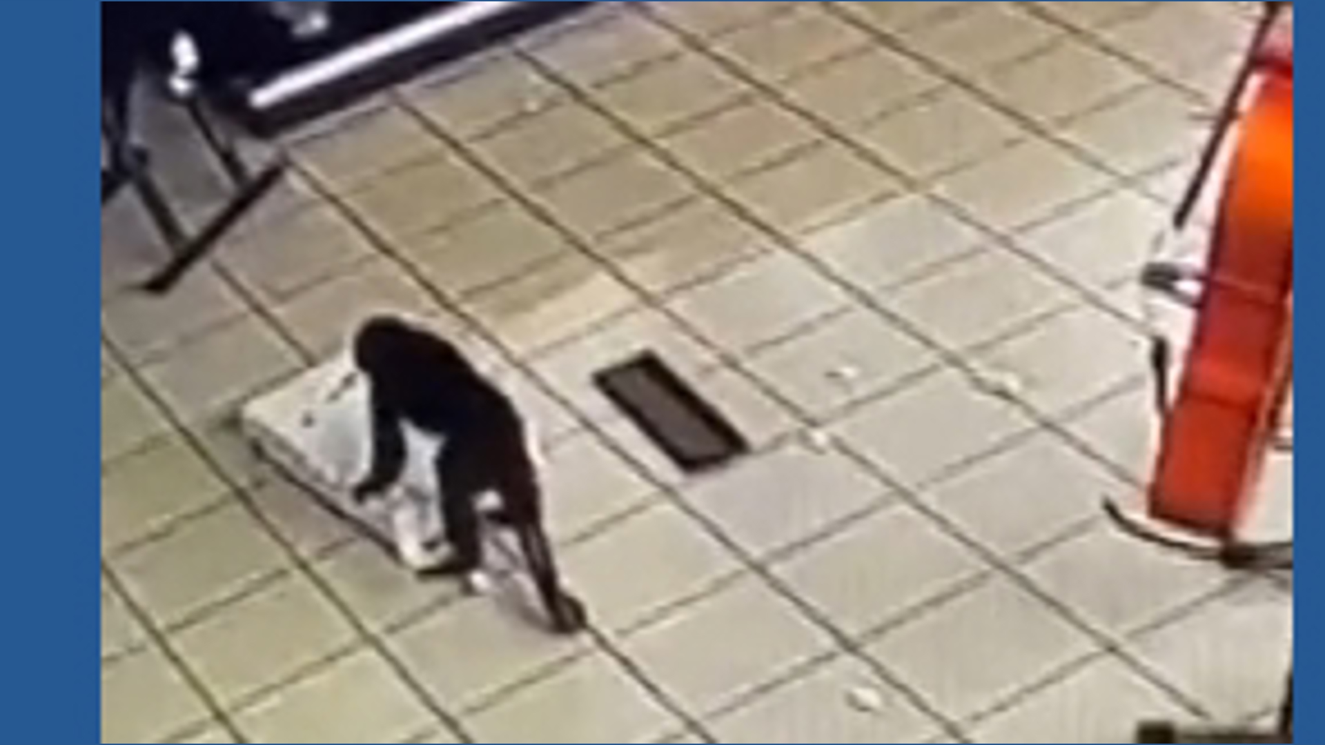 Escaped Capuchin Monkey Captured After Wild Rampage Inside Tennessee ...