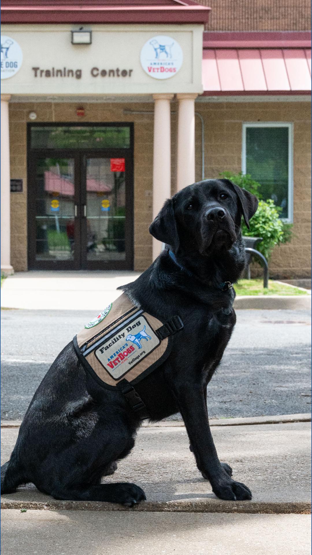 CRDAMC welcomes black labrador retriever as newest member of medical ...