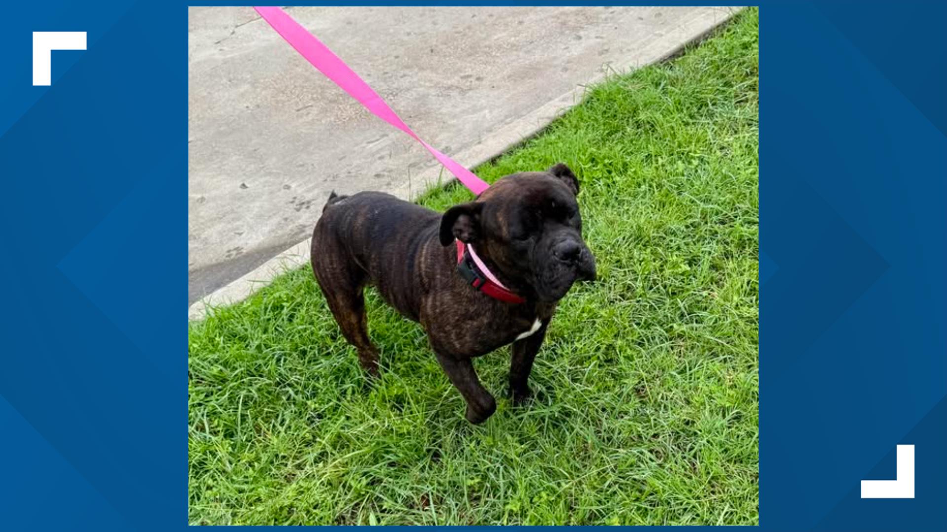 Bellmead Animal Control reunites dog with family after two years ...