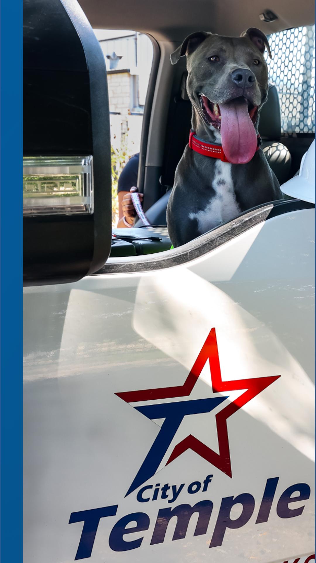 Dog adopted after spending day as honorary City of Temple, Texas ...