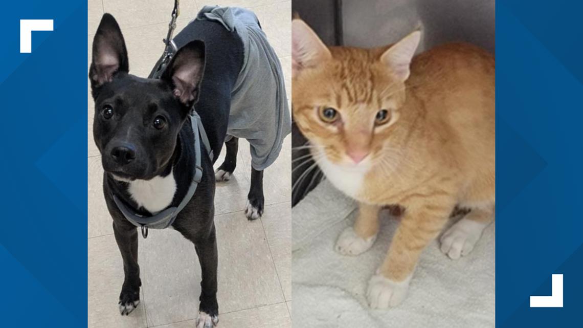 Meet KCEN Perfect Pet: Chula and Purrcii | kcentv.com