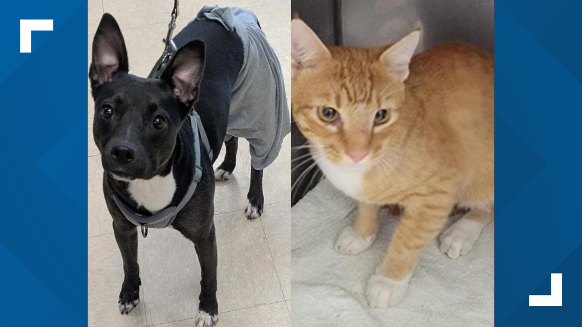 What is redistricting? How redrawing district lines may change U.S. House seats | kcentv.com