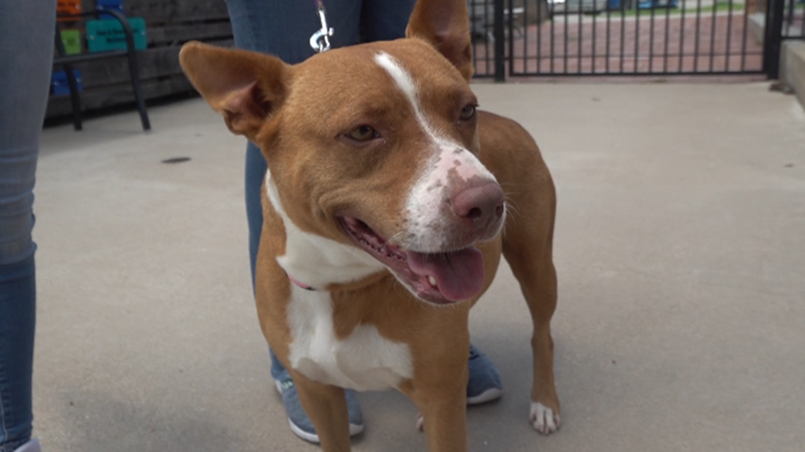 Waco animal shelter sees 61 adoptions, but more are still needed ...