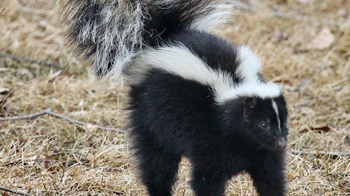 Skunk tests positive for rabies in Coppers Cove, Texas | kcentv.com