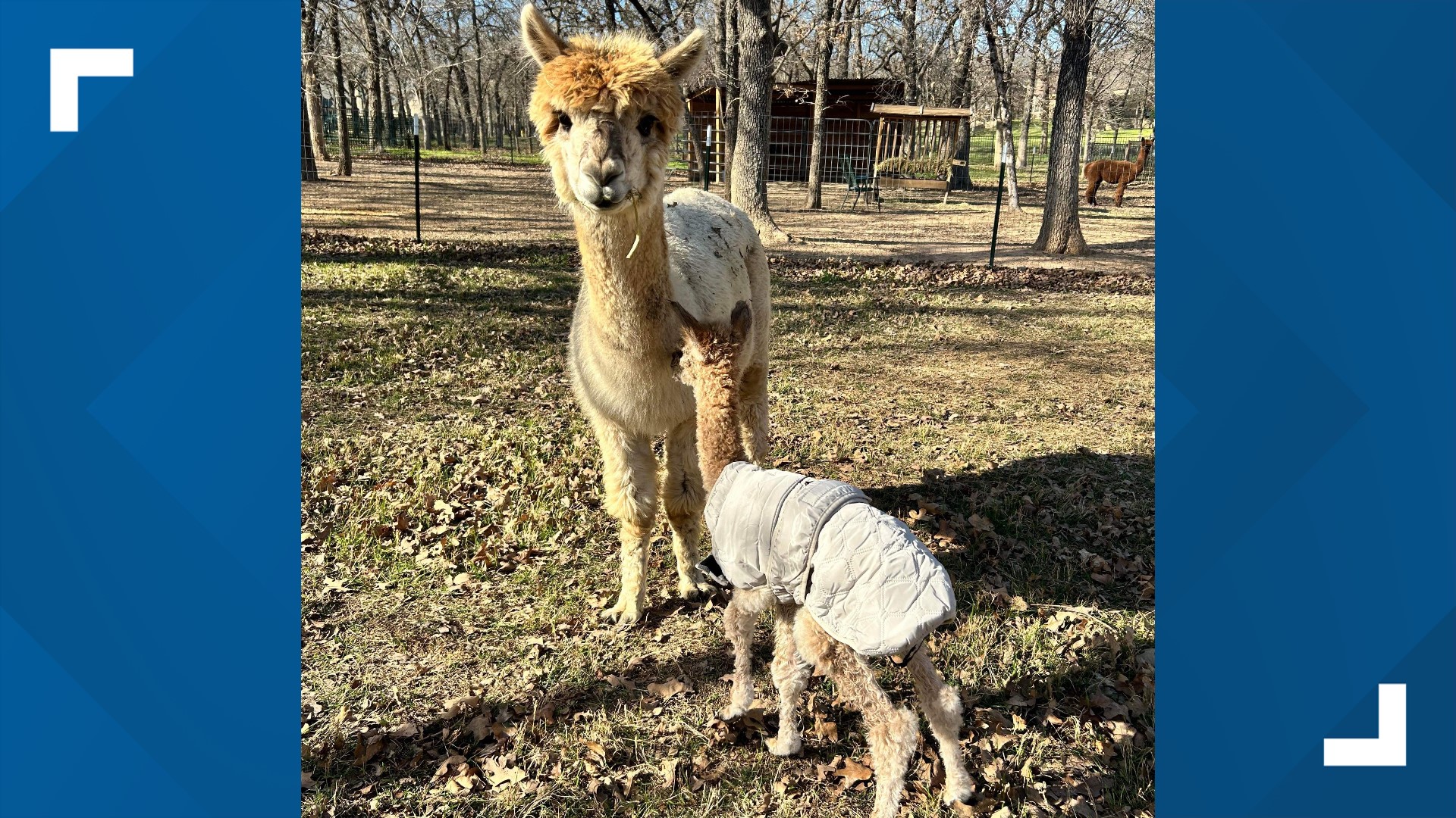 Central Texas News | Baby alpaca lost on Highway 6 near Marlin | kcentv.com