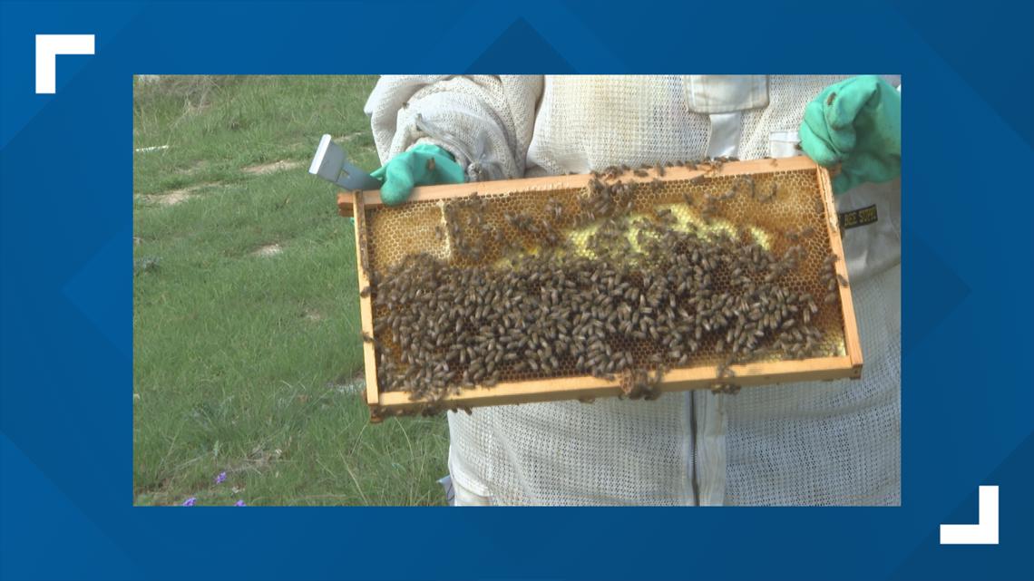 Bee Keepers Ask For Cooperation As Swarm Season Arrives | kcentv.com