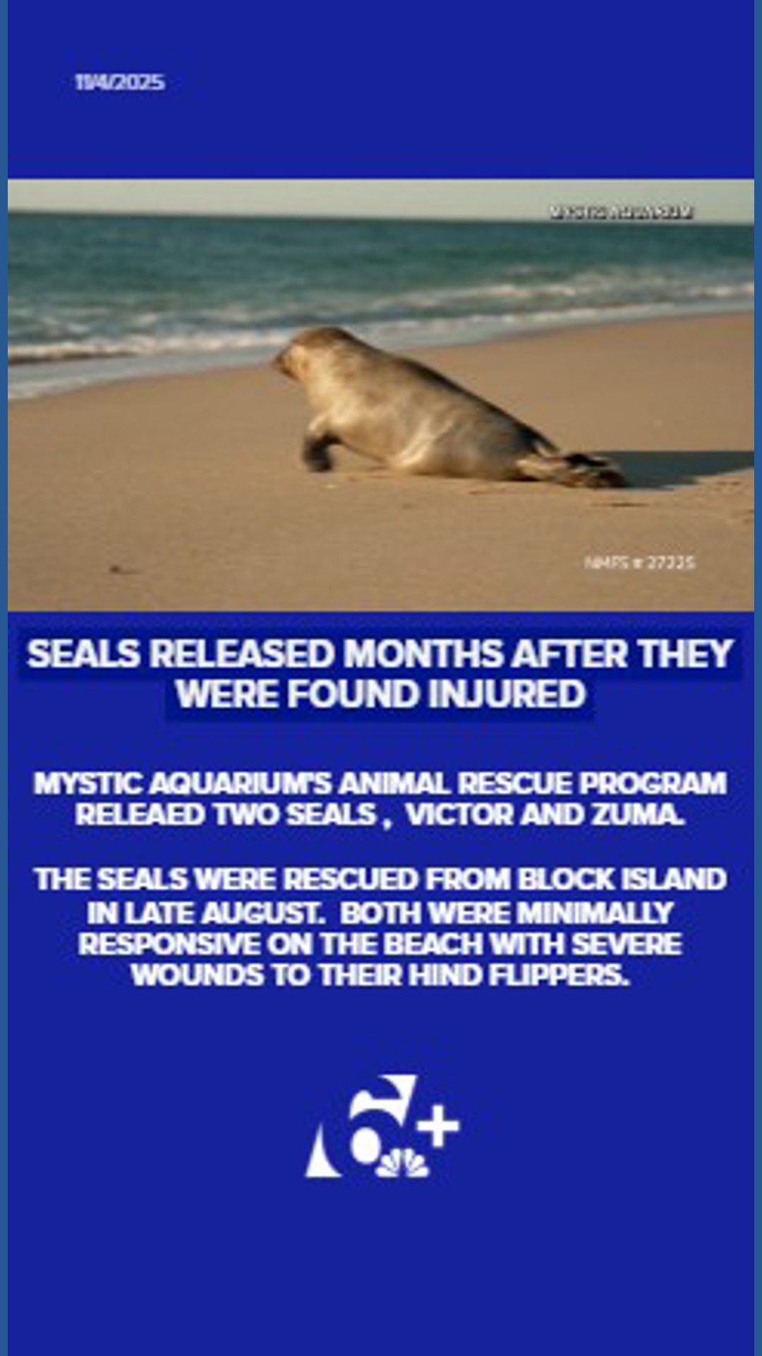 Seals released after rehabbing injuries | kcentv.com