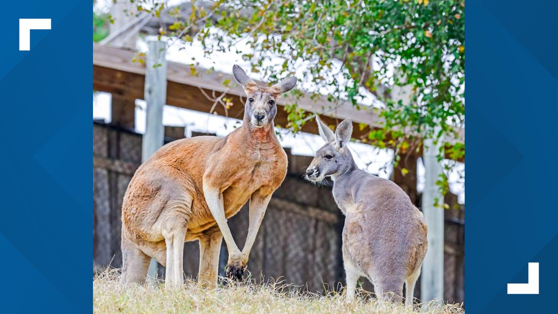 Cameron Park Zoo introduces new kangaroos | kcentv.com