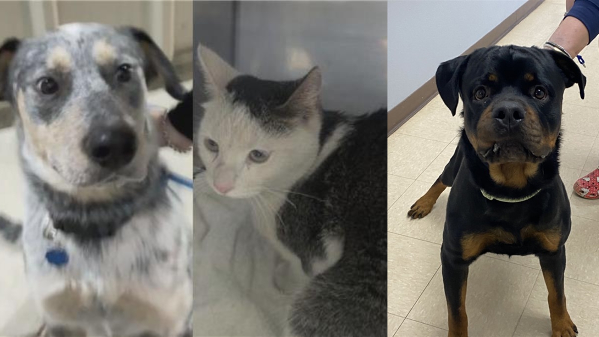 Rare 'Brain on Fire' disorder highlighted in Netflix film may soon have ...