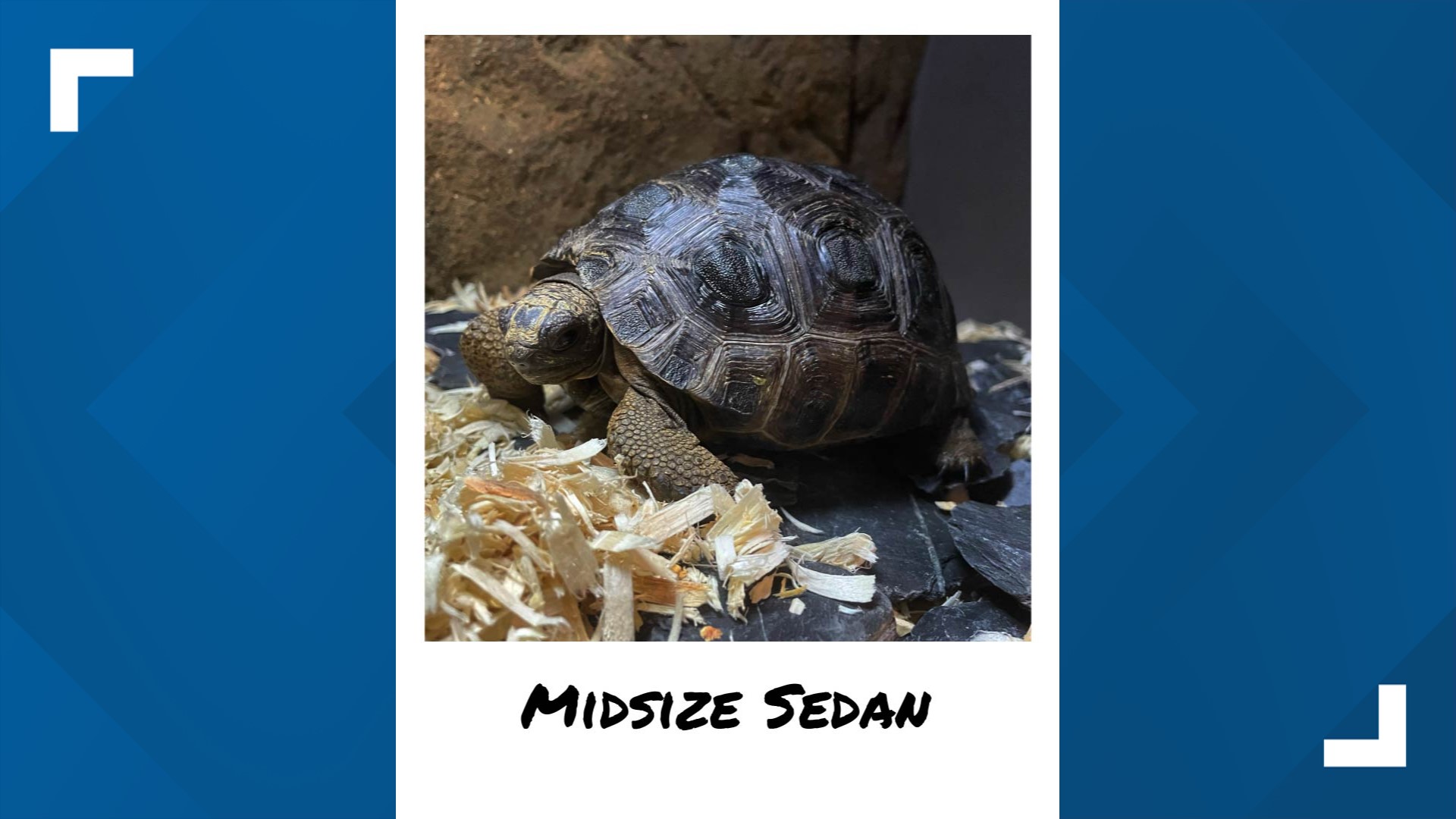 Two Texas pets compete in Nationwide Wacky Pet Names contest | kcentv.com