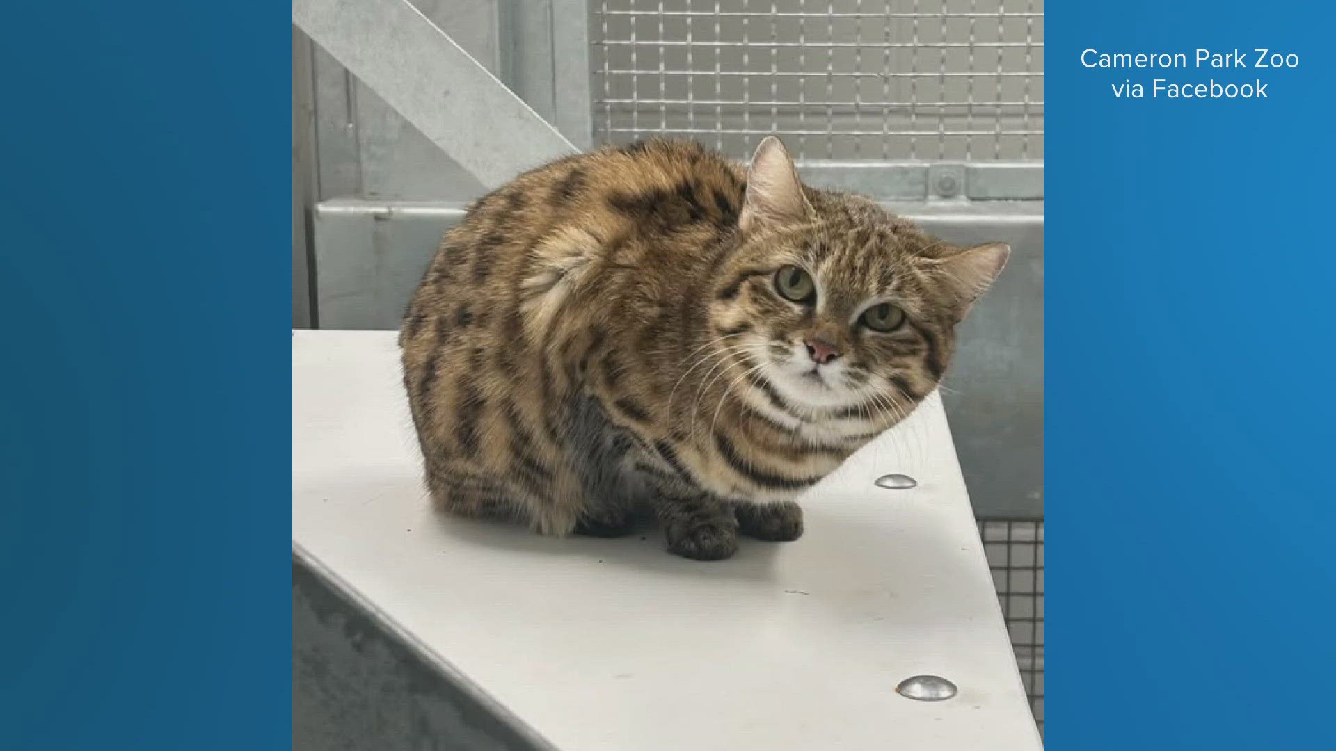 Cameron Park Zoo welcomes new Black-Footed Cat | kcentv.com