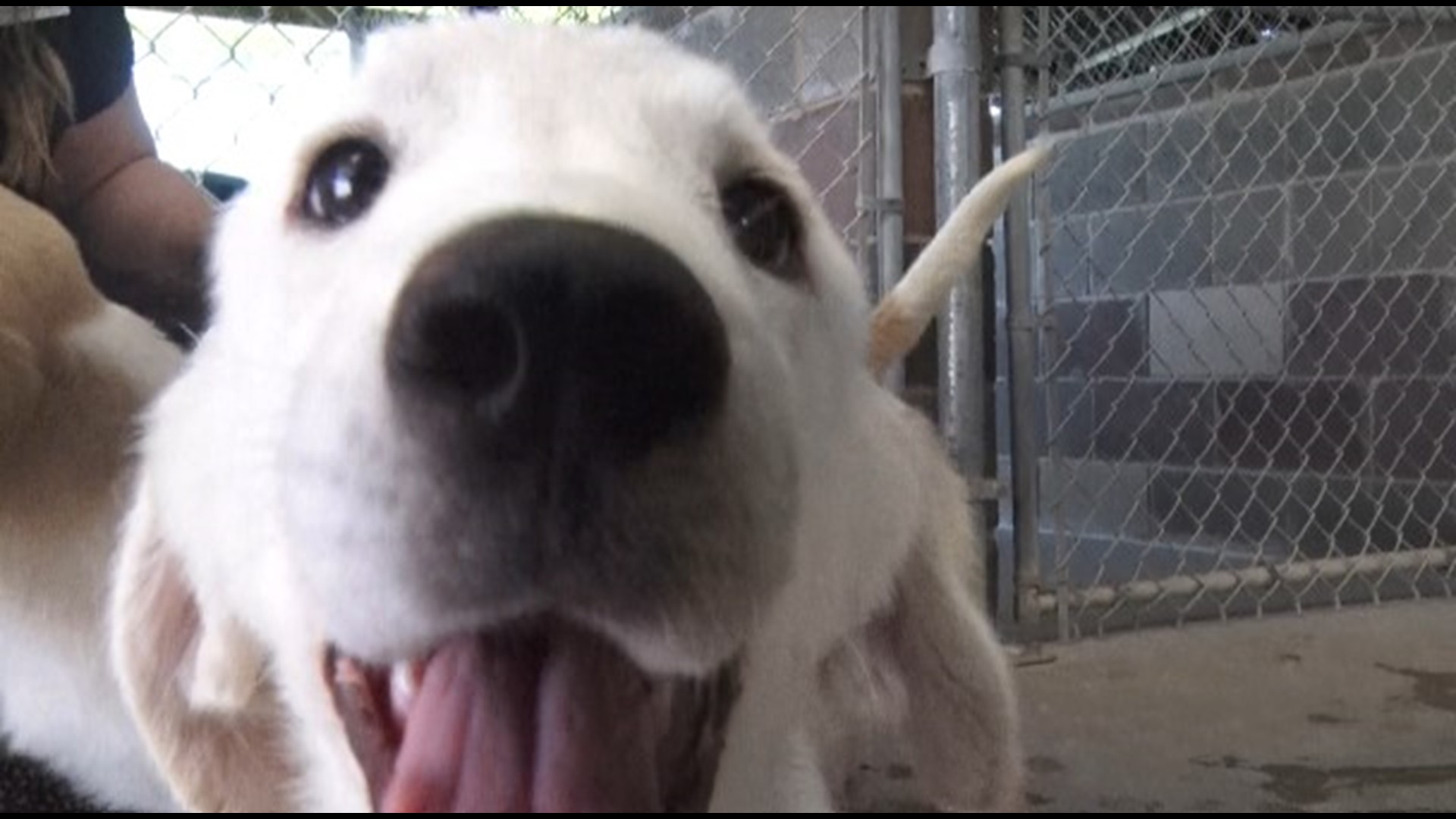 Texas News | Six Waco puppies healthy after roadside rescue | kcentv.com