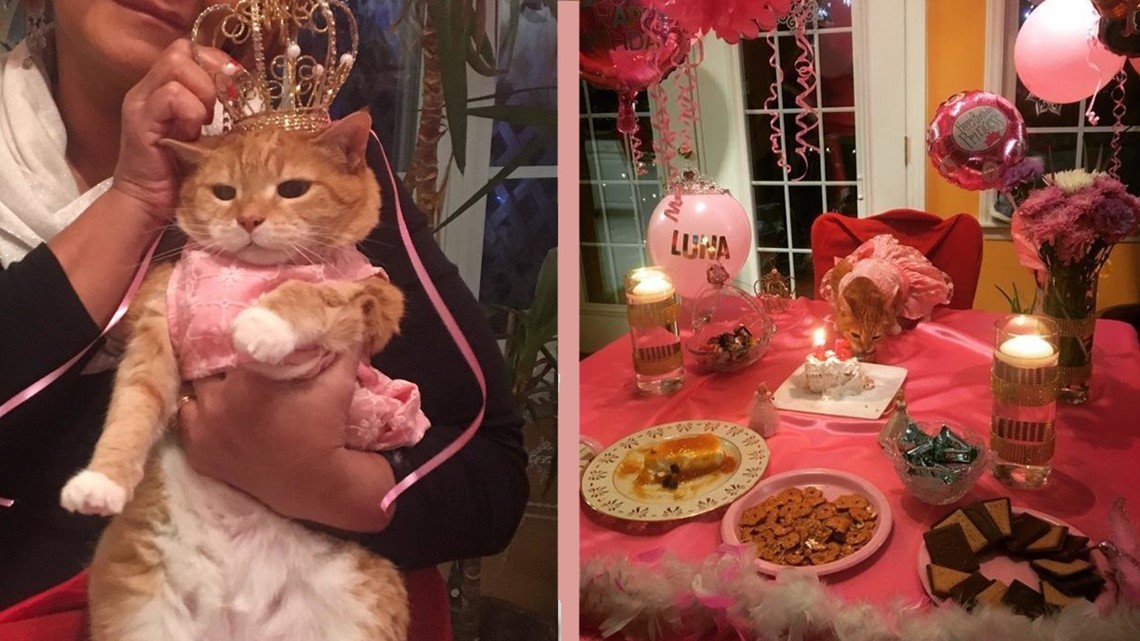A family threw their cat a Quinceañera and it was magical | kcentv.com